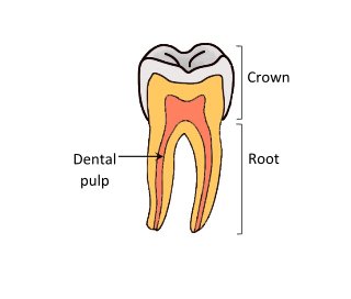 Patient Information | Macarthur Illawara Endodontists